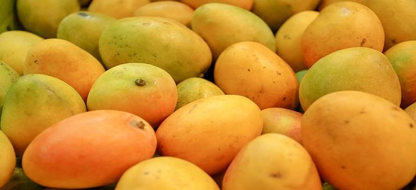 El mango de azÃºcar colombiano: un tesoro de la agricultura nacional ...